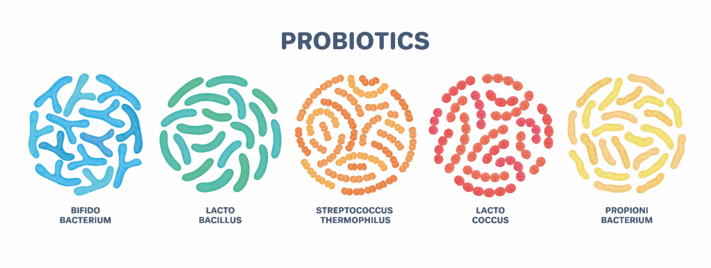Introduction to Probiotics and Their Classification – Live ...