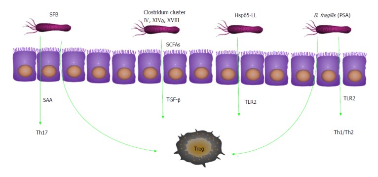 What are the applications of probiotics? – Live Biotherapeutics Blog