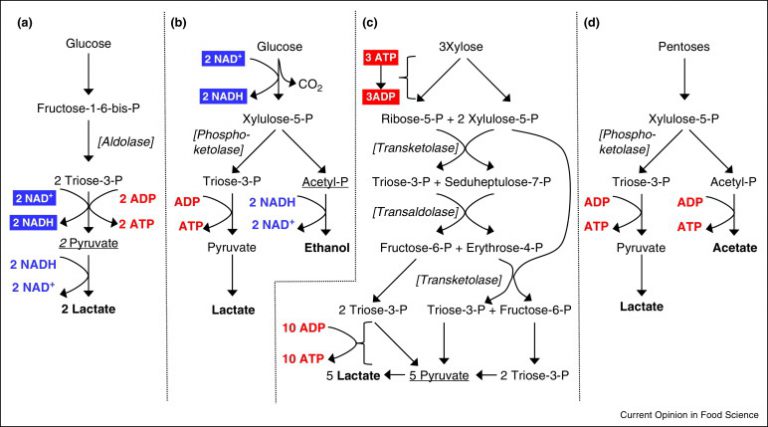 What is the carbon metabolism of lactic acid bacteria? – Live ... What is the carbon metabolism of lactic acid bacteria? – Live ...