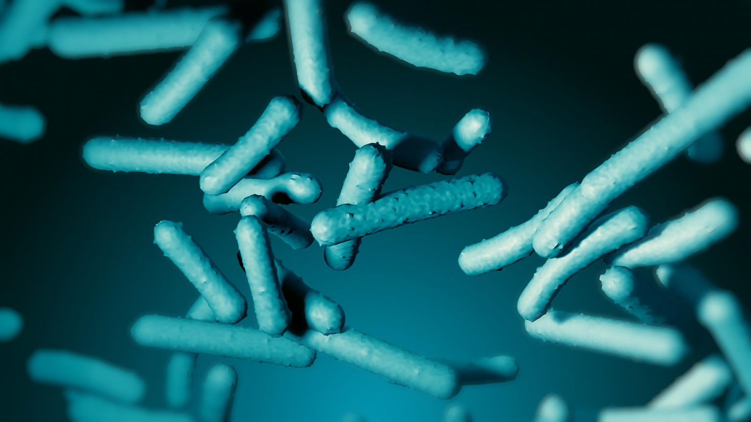 Basic information of lactic acid bacteria as probiotics – Live ...