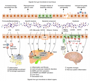 Application of Probiotics in Obesity Management – Live Biotherapeutics Blog