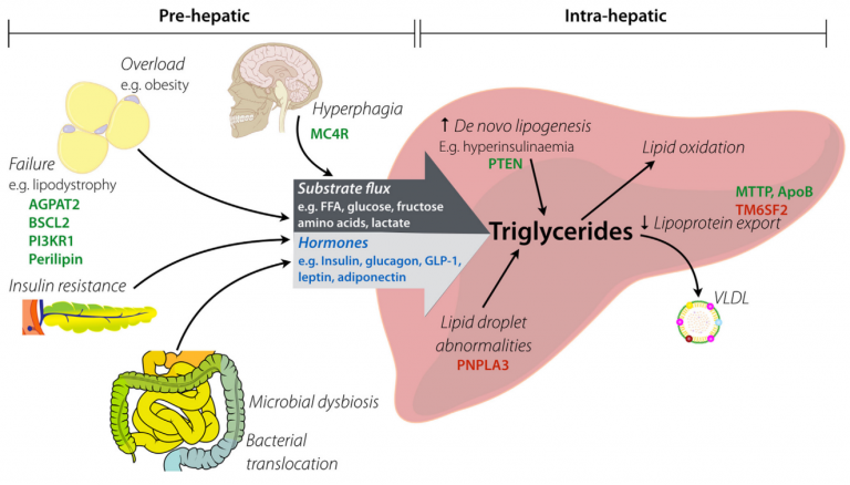 Gut Microbe and non-Alcoholic Fatty Liver Disease – Live ...