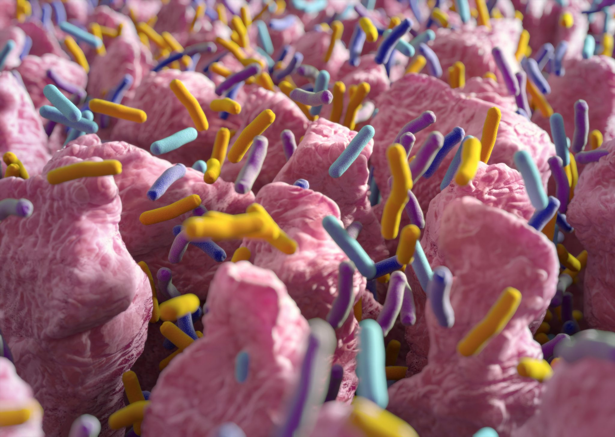 What is the role of probiotics in intestinal diseases? – Live ...