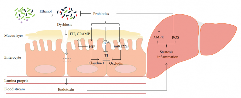 What Is the Relationship Between AMPK Signaling Pathway and Probiotics ...